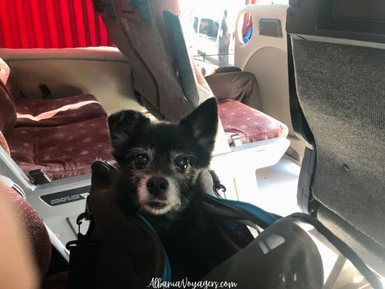 How to Travel With a Dog To Albania: Complete Guide